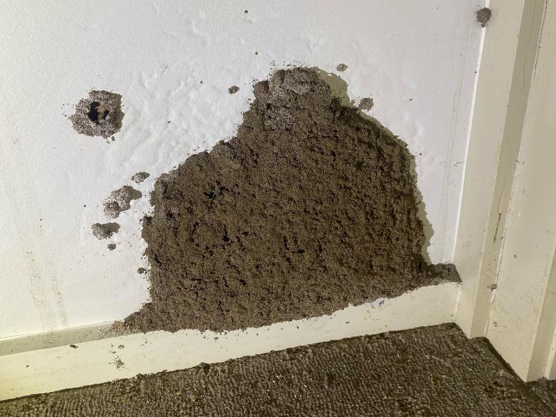 Termite Nest In House